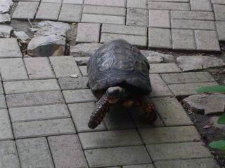 Parque Historico (Mini Tortuga?) – NecatPace.ORG – WebLog PhotoLog